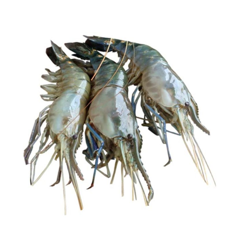 Golda Chingri-1 kg – basshopbd.com